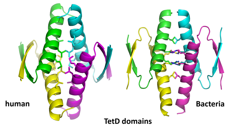 ALBA scientists discover a common domain in humans & bacteria DNA ...