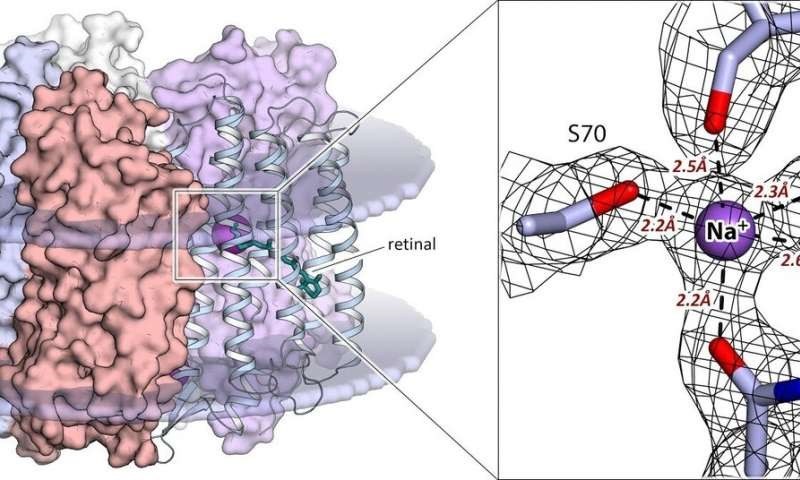 Biophysicists reveal how optogenetic tool works - ALBA Synchrotron