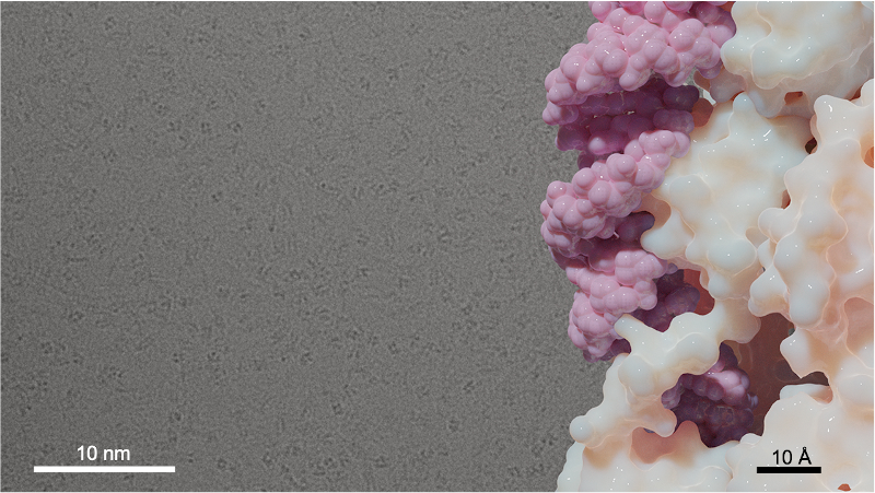 First publication with data from the Cryo-TEM microscope: imaging ...