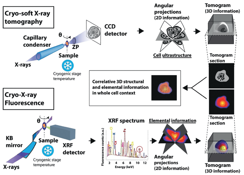 Imaging how anticancer compounds move inside the cells - ALBA Synchrotron