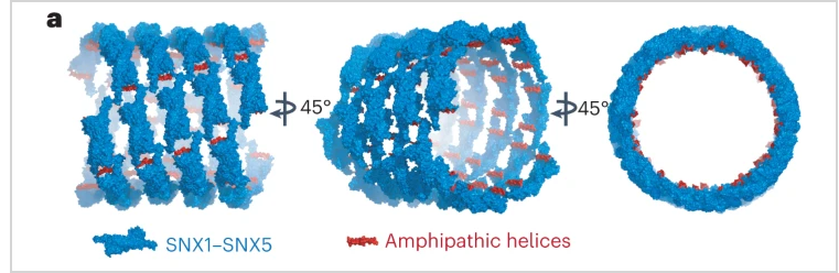 Researchers unveil the structure of one of the cellular machineries for ...